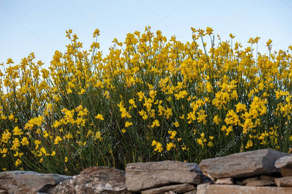 Junceum de Spartium, la escoba española, la escoba de la prisa o del ...
