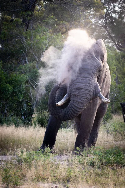 Elephant spray Stock Photos, Royalty Free Elephant spray Images ...