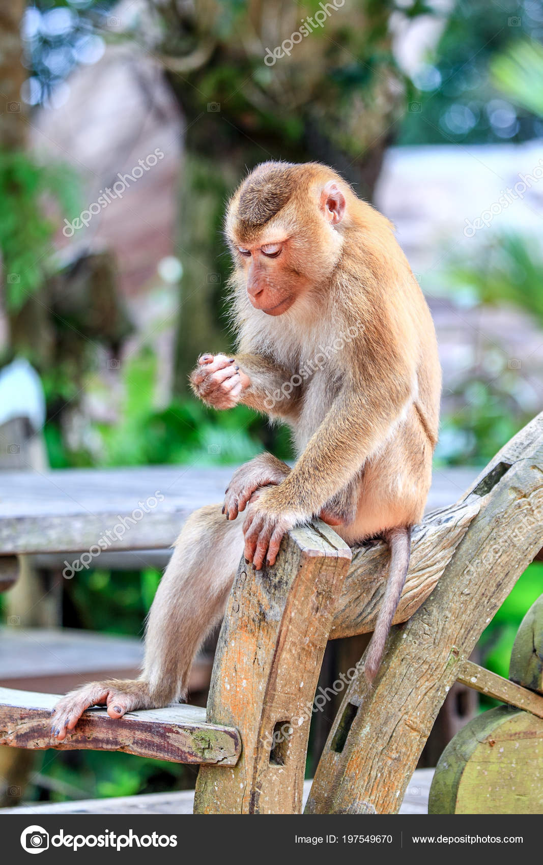 Monkey City Sitting Monkey Very Thoughtful — Stock Photo © Kostafly ...