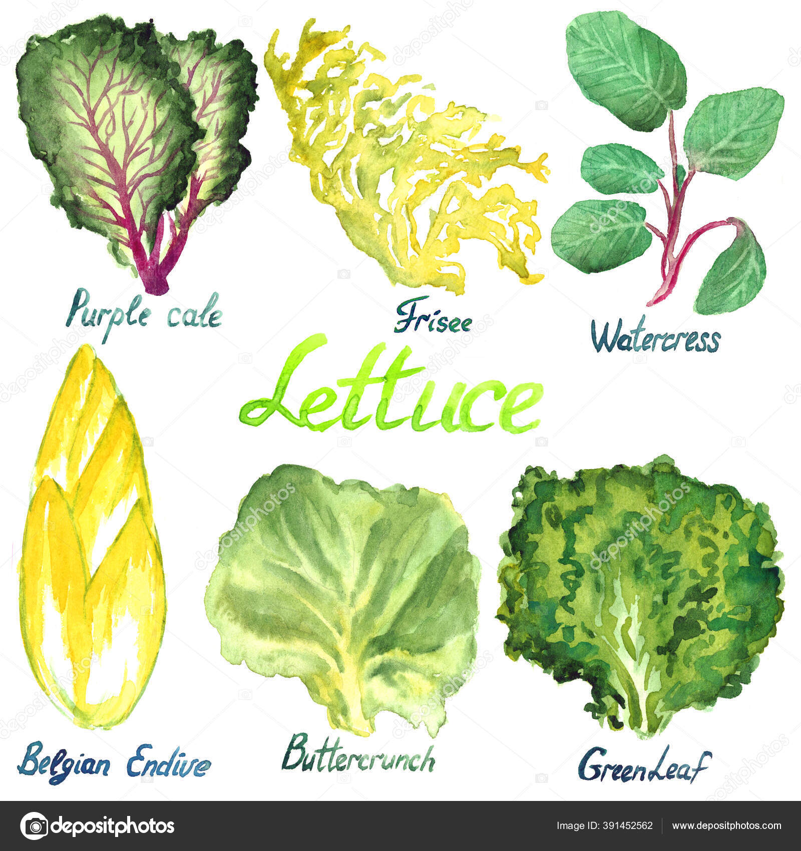 Lettuce Variety Set Purple Cale Frisee Watercress Belgian Endive ...