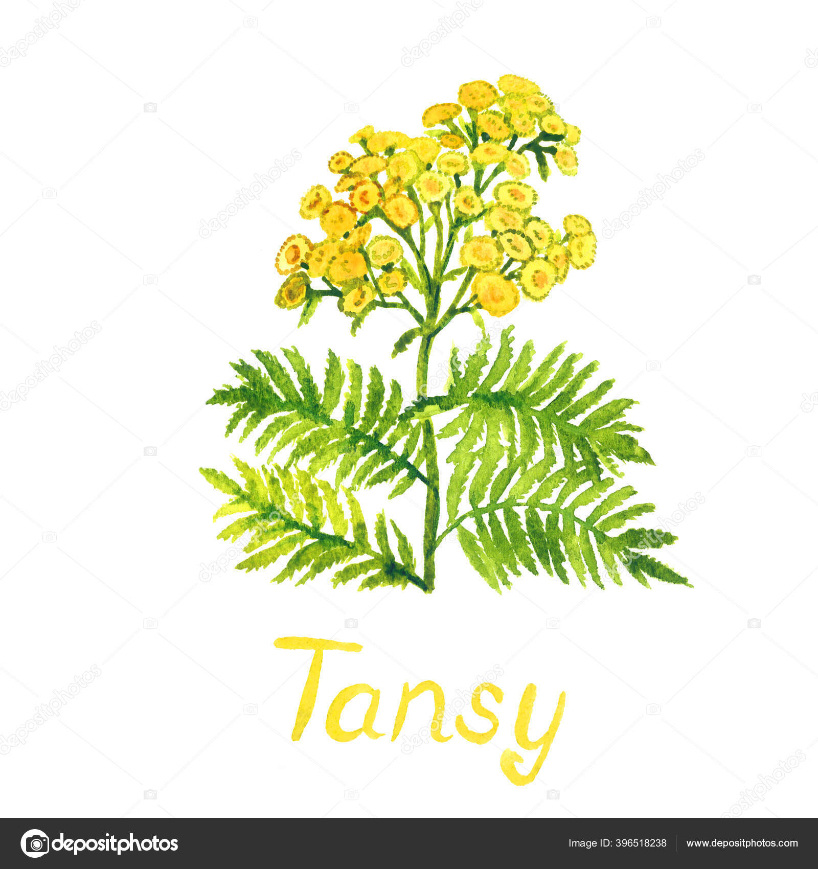 Tansy Tanacetum Vulgare Common Tansy Bitter Buttons Cow Bitter Golden ...
