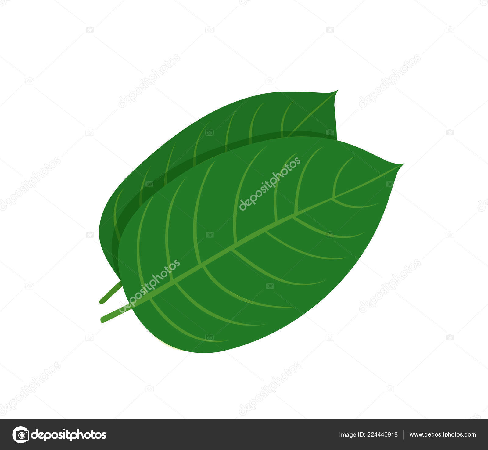 Mitragyna speciosa, kratom leaf Stock Vector Image by ©Kahovsky #224440918