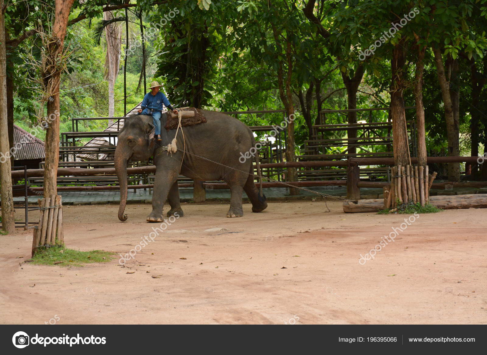 Elephant Show One Activity People Show Thailand Elephant Conservation ...