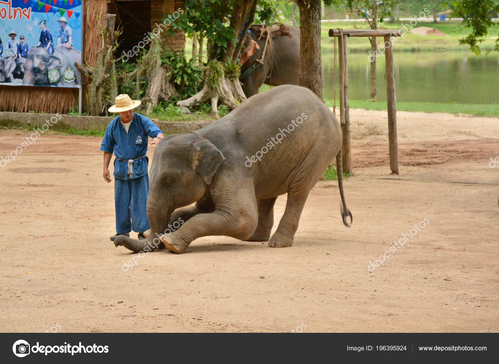 Elephant Show One Activity People Show Thailand Elephant Conservation ...