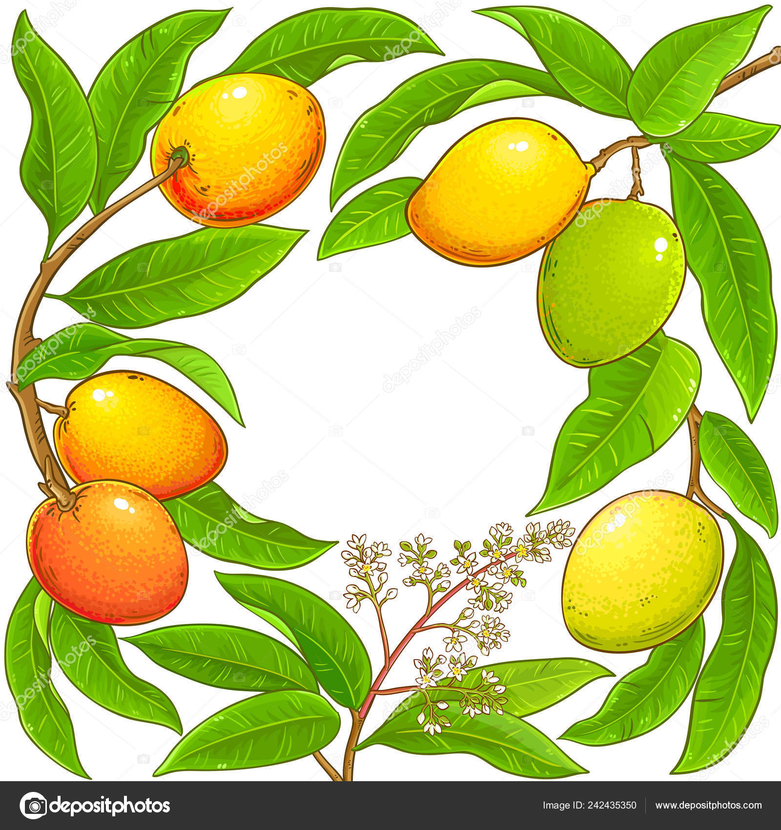 Mango Vector Frame White Background Stock Vector Image by ©cuttlefish84 ...