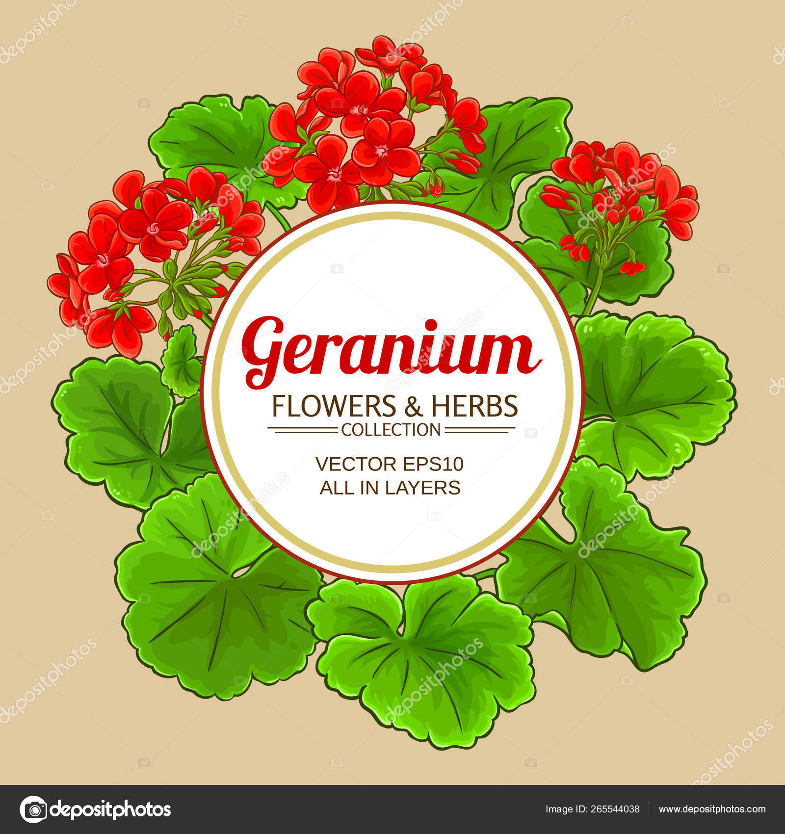 Geranium vector frame Stock Vector Image by ©cuttlefish84 #265544038