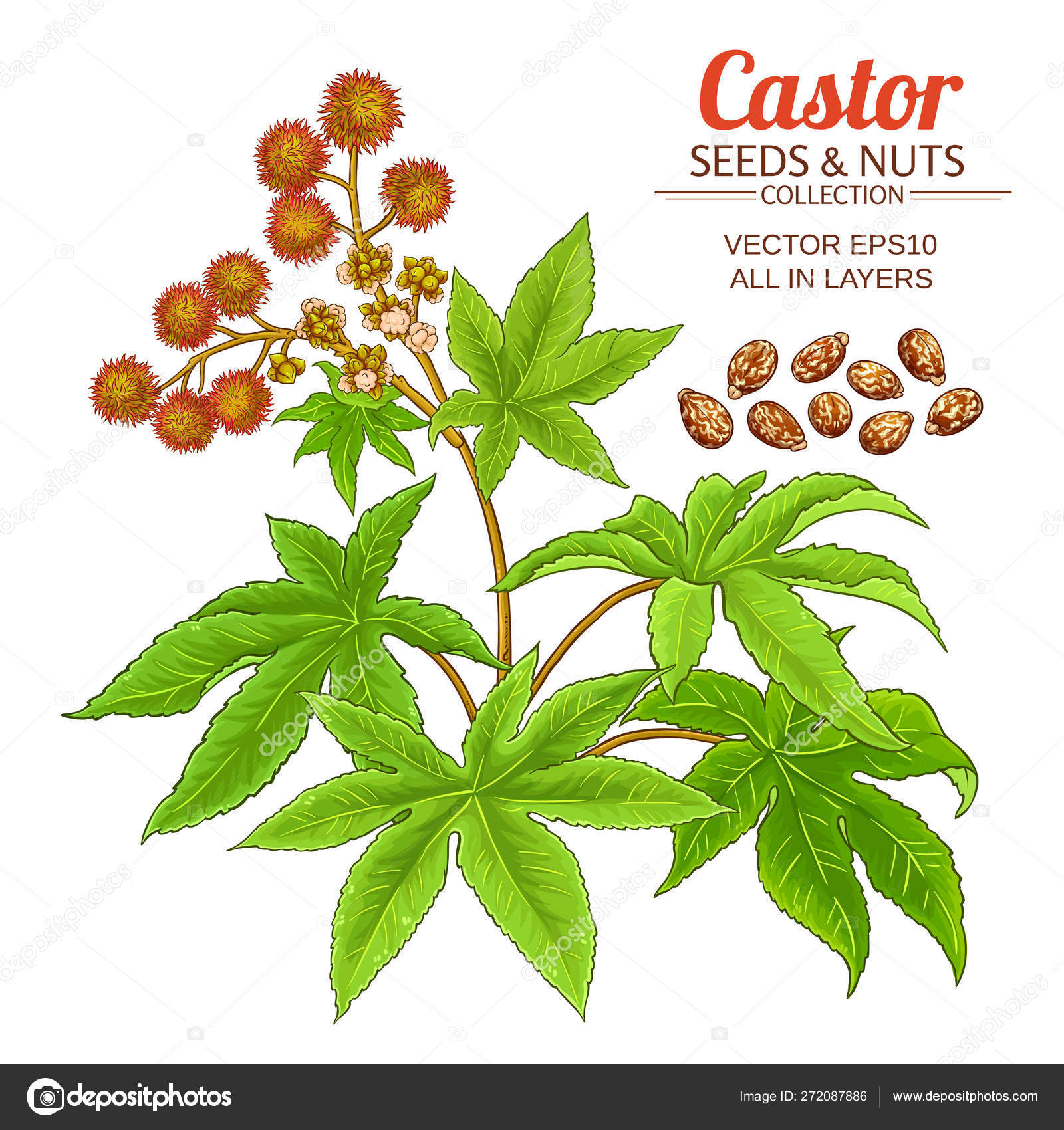 Castor vector set Stock Vector by ©cuttlefish84 272087886