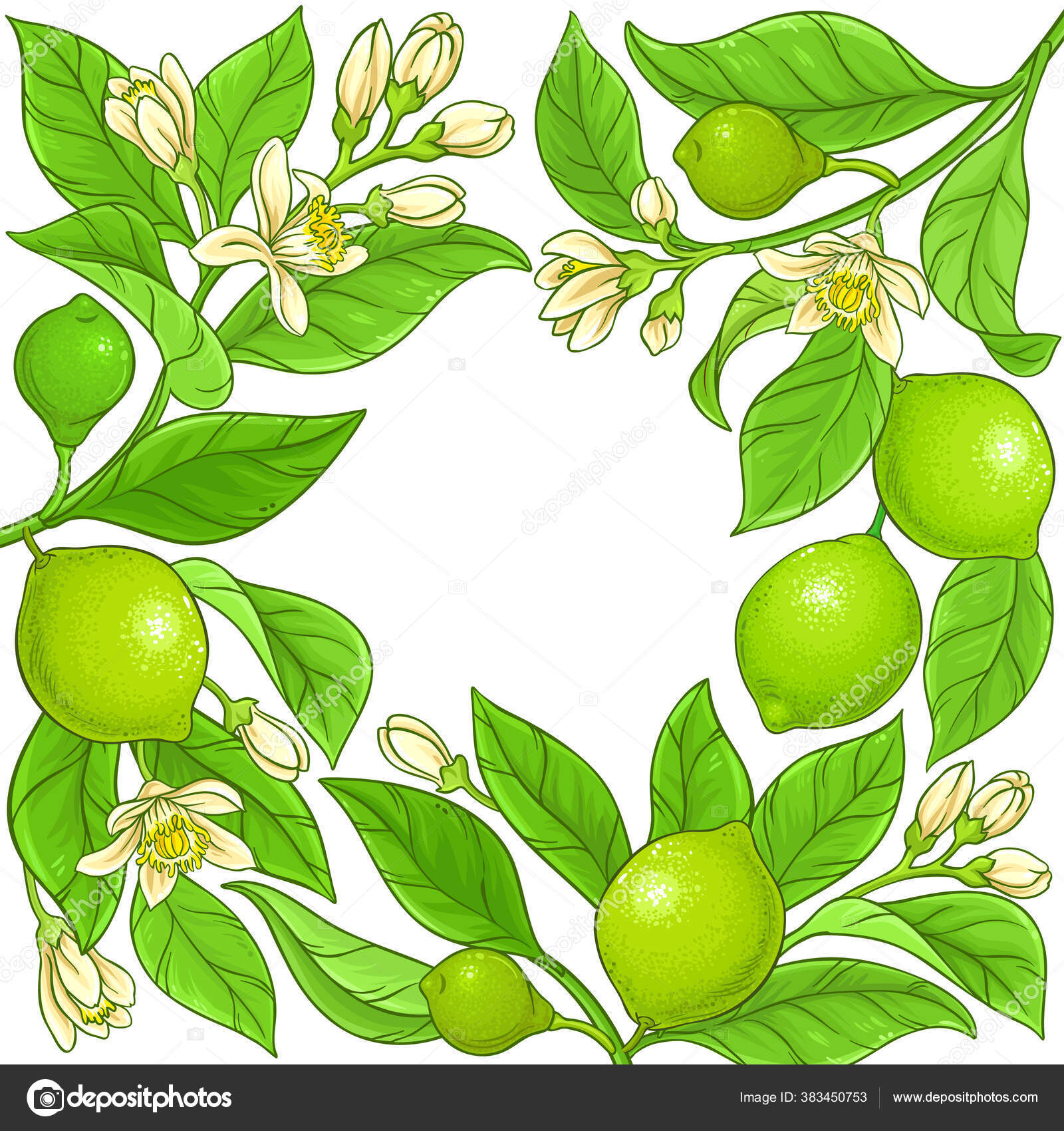 Lime branches vector frame on white background Stock Vector by ©cuttlefish84 383450753