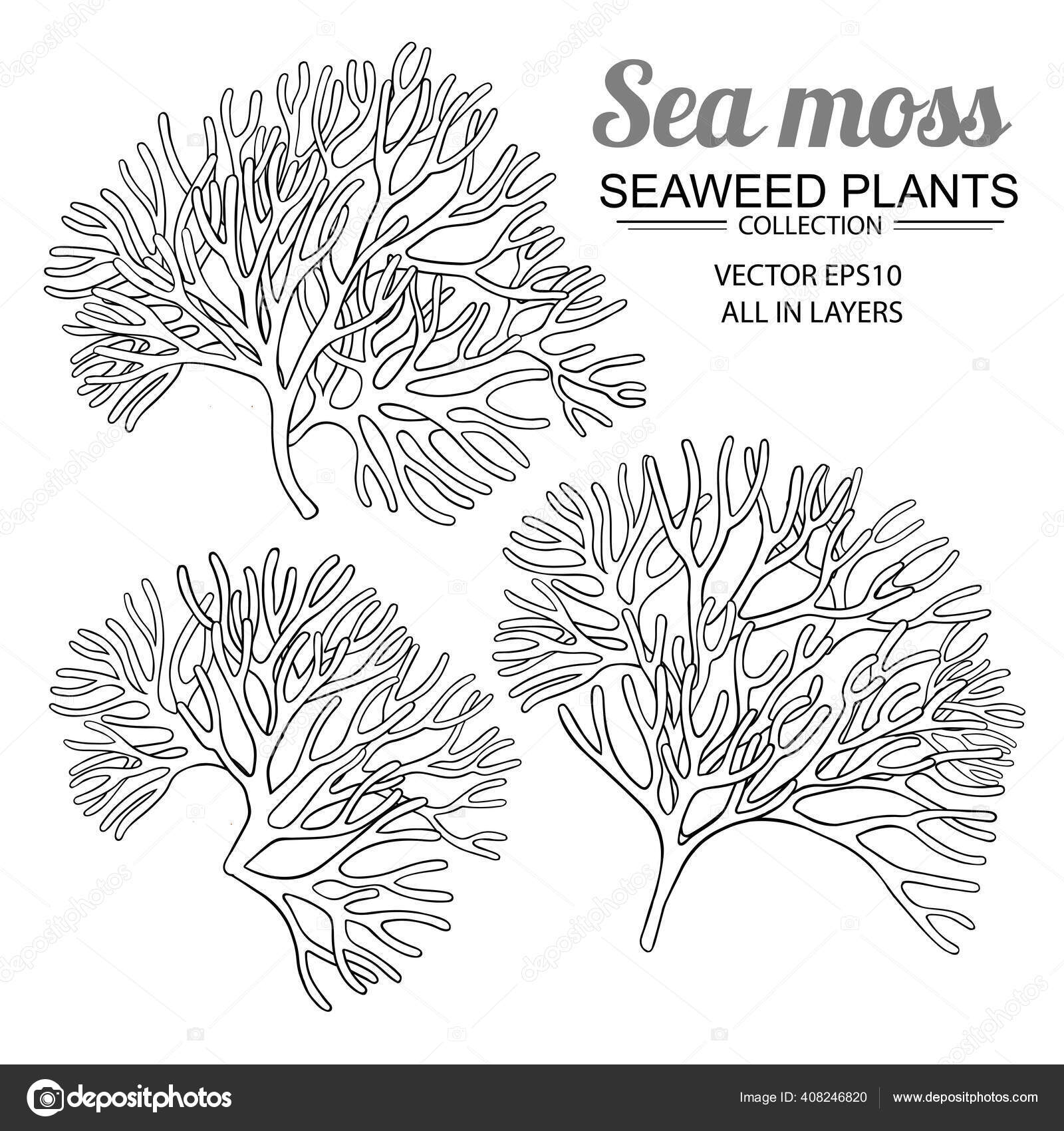 Conjunto de musgo marino Vector de stock #408246820 de ©cuttlefish84