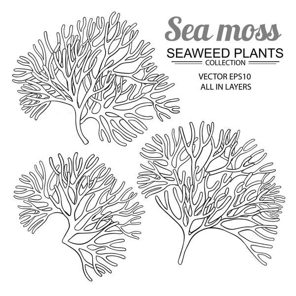 Sea moss Vector Images, Royalty-free Sea moss Vectors | Depositphotos®