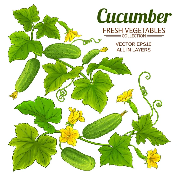 Cucumber Plant Drawing