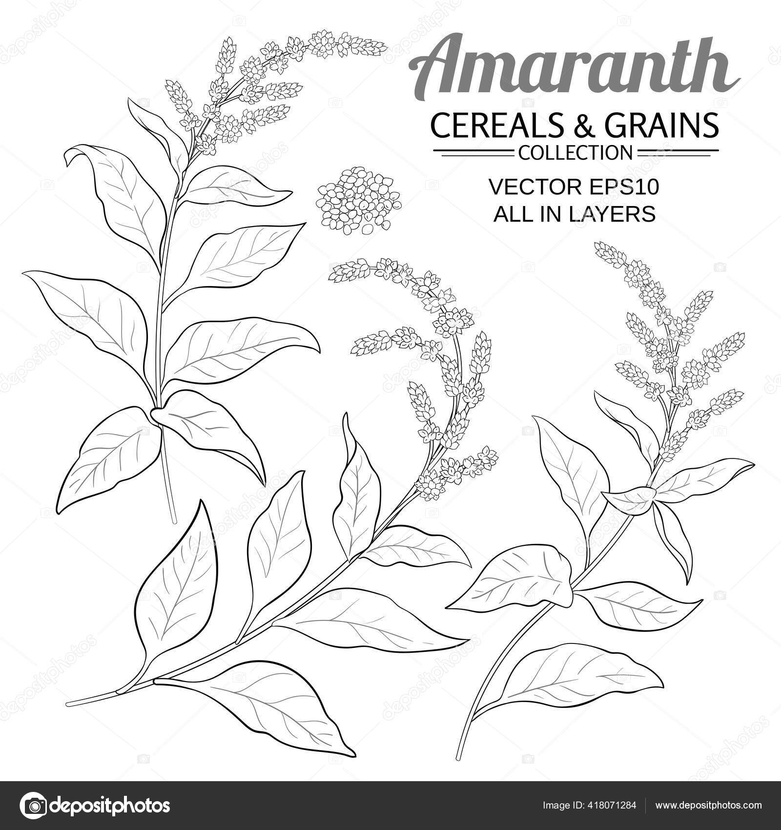 Amaranth vector set Stock Vector Image by ©cuttlefish84 #418071284