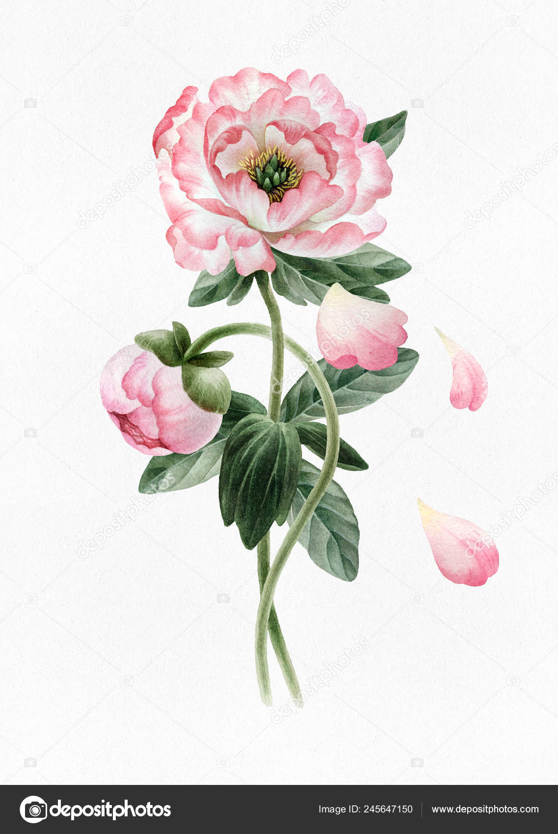 Bouquet Beautiful Watercolor Peonies Isolated White Background Botany ...