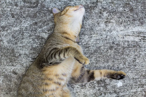 Gato dormindo na parede fotos de stock, imágenes de Gato dormindo na ...