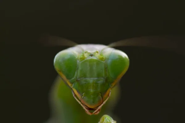 Praying mantis close up Stock Photos, Royalty Free Praying mantis close ...