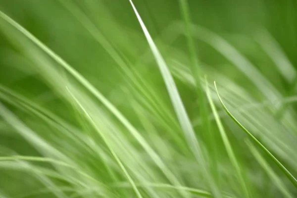 Variations of photos with a soft and blurred background of green, young ...