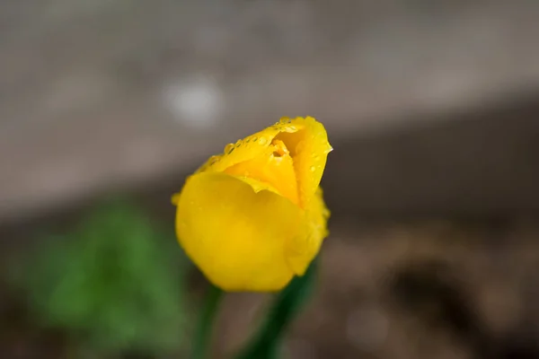 Variations of photos with a beautiful, gentle and lonely flower of a ...