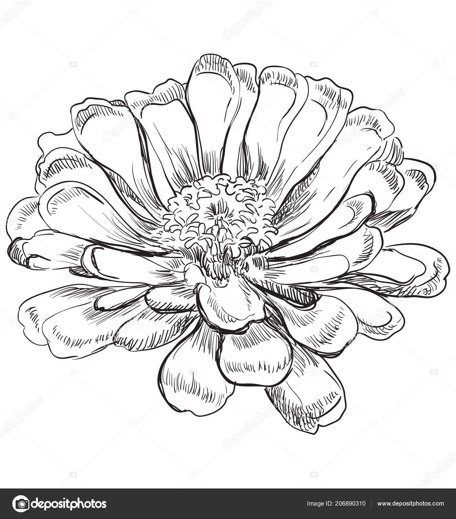 Zinnia Line Drawing