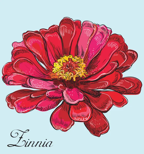 Zinnia drawing Vector Art Stock Images | Depositphotos