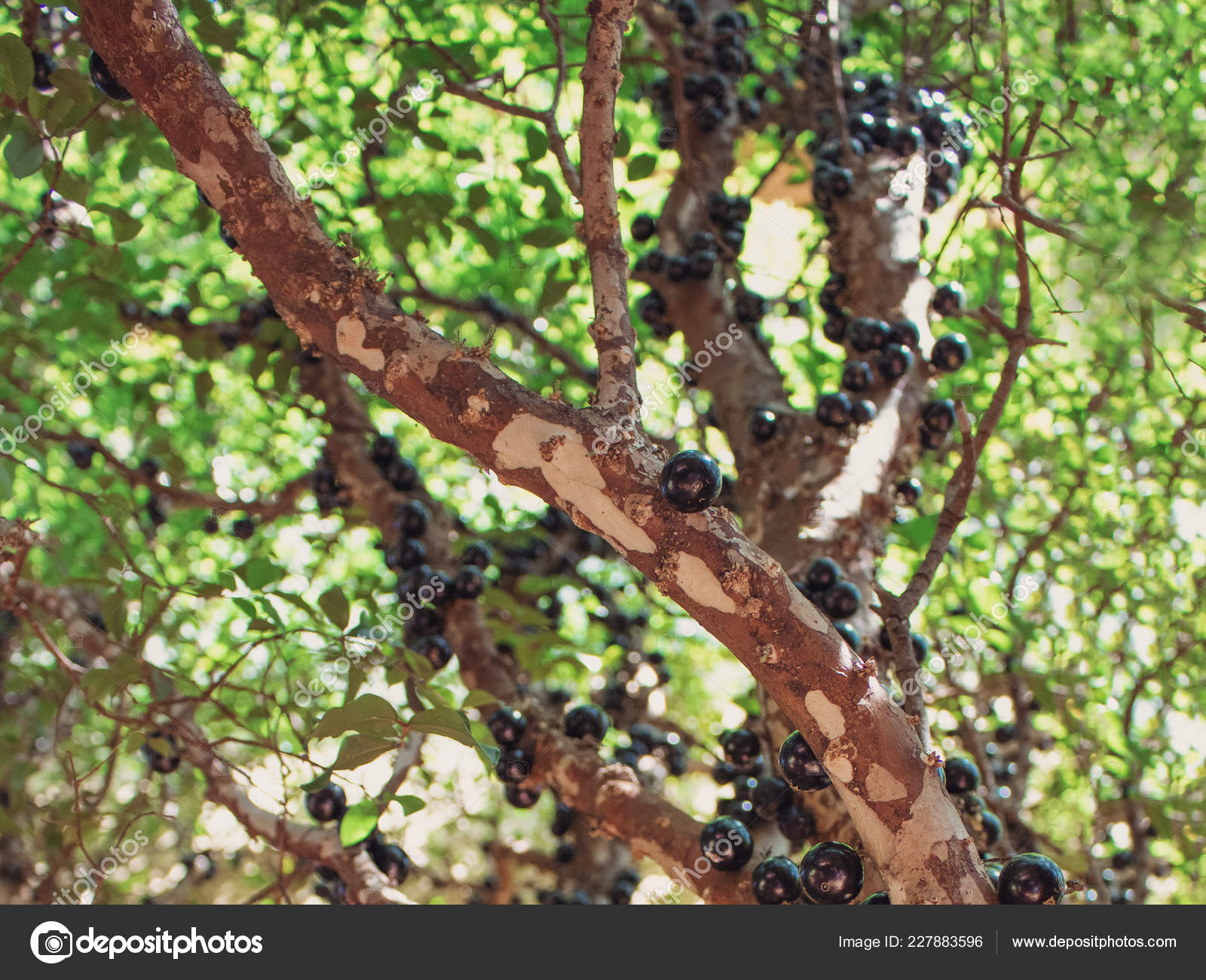 Jaboticaba Brazilian Tree Full Fruits Ripe Jaboticaba Native Brazilian ...