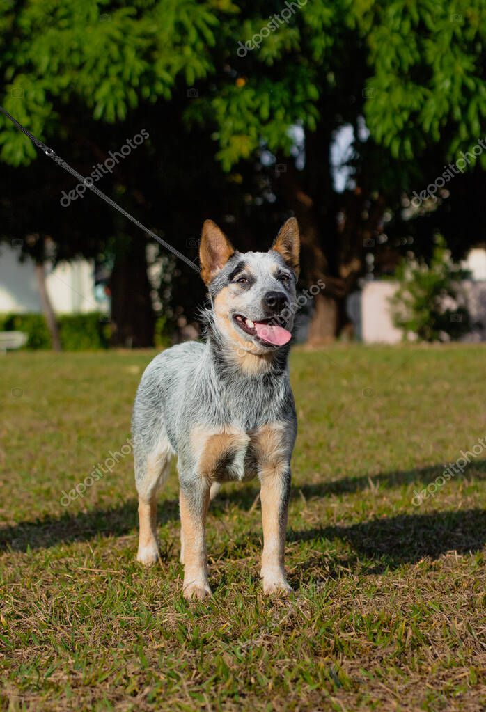 Rústico perro perrera Heeler cachorro. Entrenamiento de perros en un ...
