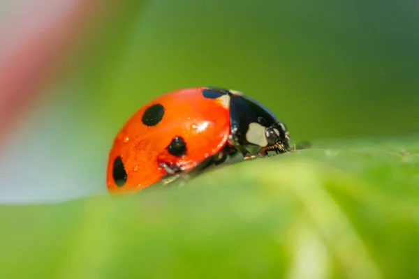 Red lady bugs Stock Photos, Royalty Free Red lady bugs Images ...