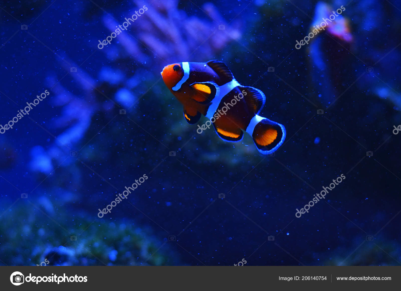Beautiful Clown Fish Floats Moss Covered Stones Dark Water — Stock ...
