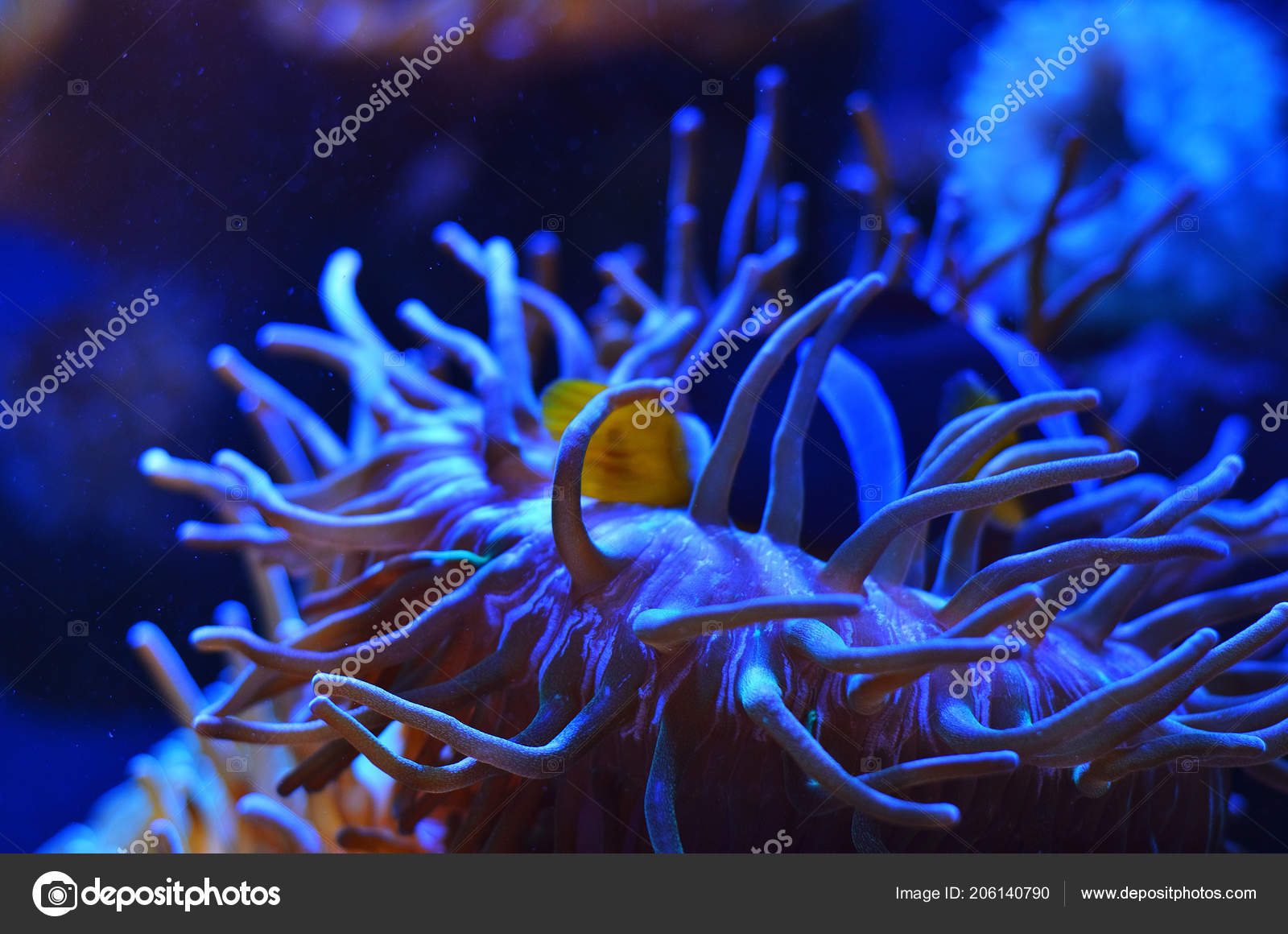 Beautiful Clown Fish Floating Pink Corals Water — Stock Photo © xzgorik ...