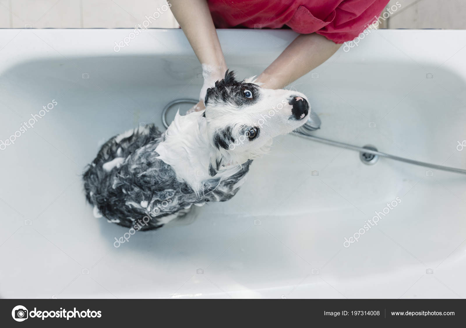 Bathing Dog Border Collie Stock Photo by ©karrastock.gmail.com 197314008