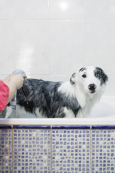 Bathing Dog Border Collie Stock Photo by ©karrastock.gmail.com 197314008