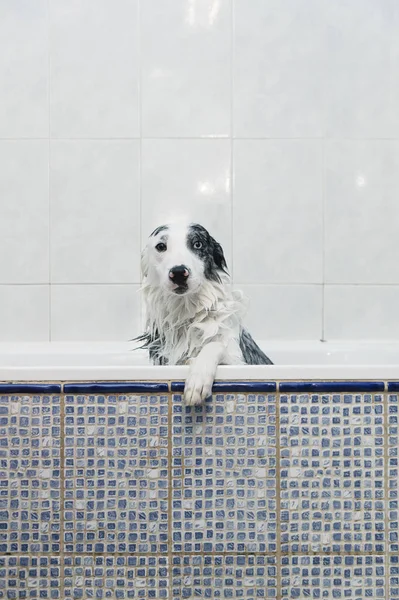 Bathing Dog Border Collie Stock Photo by ©karrastock.gmail.com 197314008