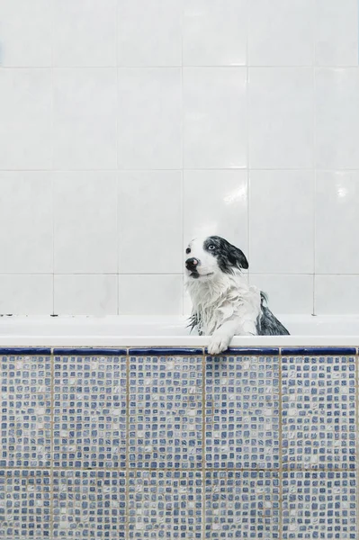 Bathing Dog Border Collie Stock Photo by ©karrastock.gmail.com 197314008