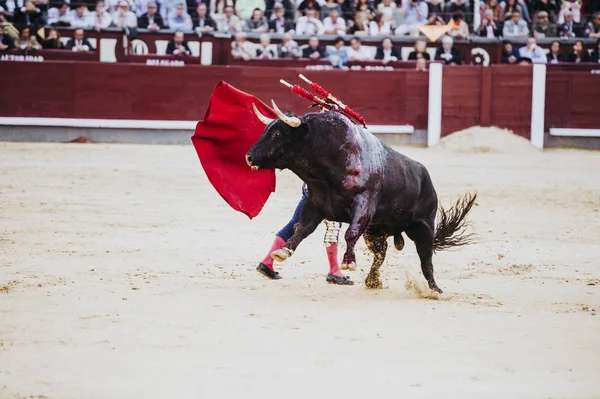 El matador Stock Photos, Royalty Free El matador Images | Depositphotos