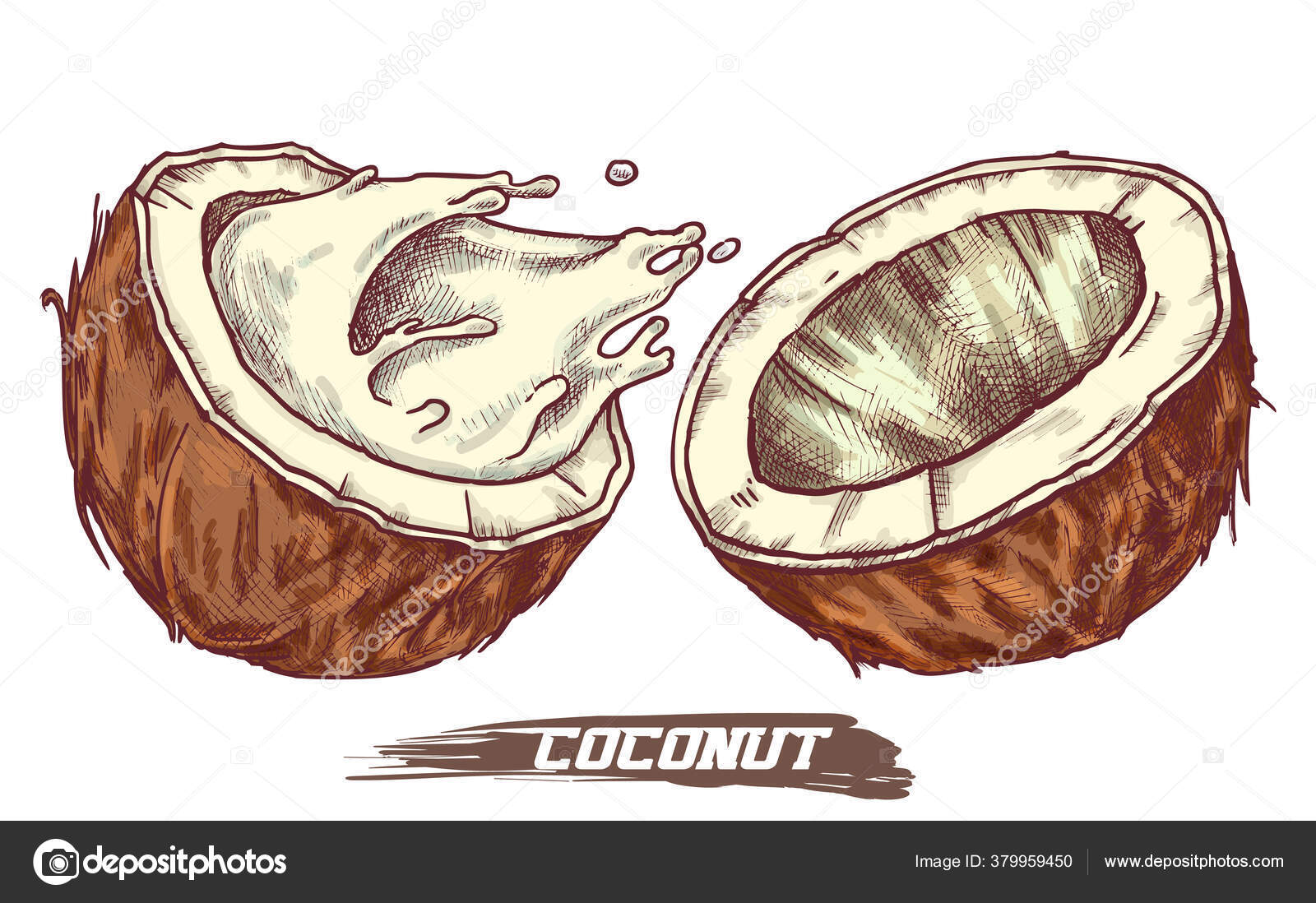 Sketch of coconut fruit, coconut milk splash Stock Illustration by ...