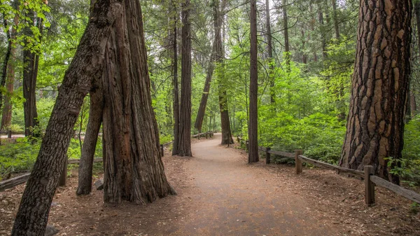 Los angeles forest Stock Photos, Royalty Free Los angeles forest Images ...