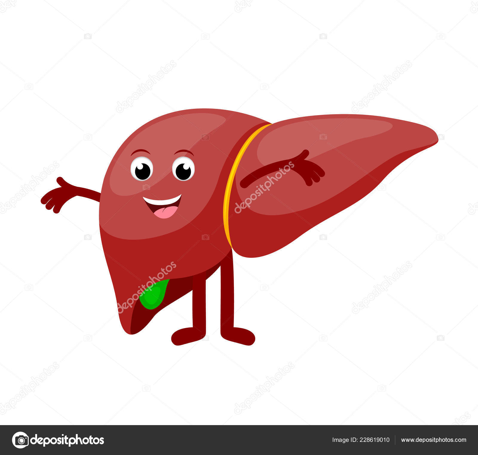 Liver Illustration