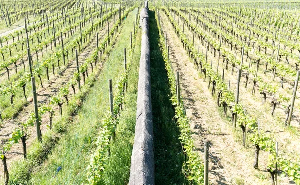 two vineyards with endless rows of vines separated by a long rock wall ...