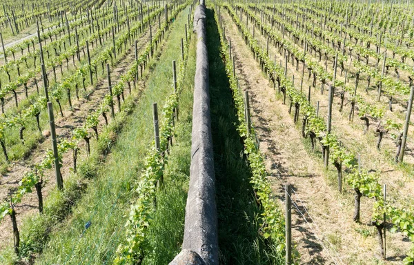 two vineyards with endless rows of vines separated by a long rock wall ...