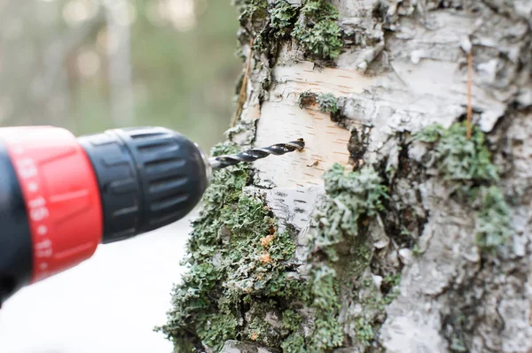 Collecting Birch Sap Forest — Stock Photo © alexdov #255628120