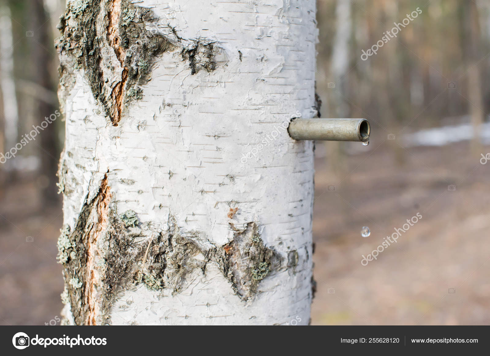 Collecting Birch Sap Forest — Stock Photo © alexdov #255628120