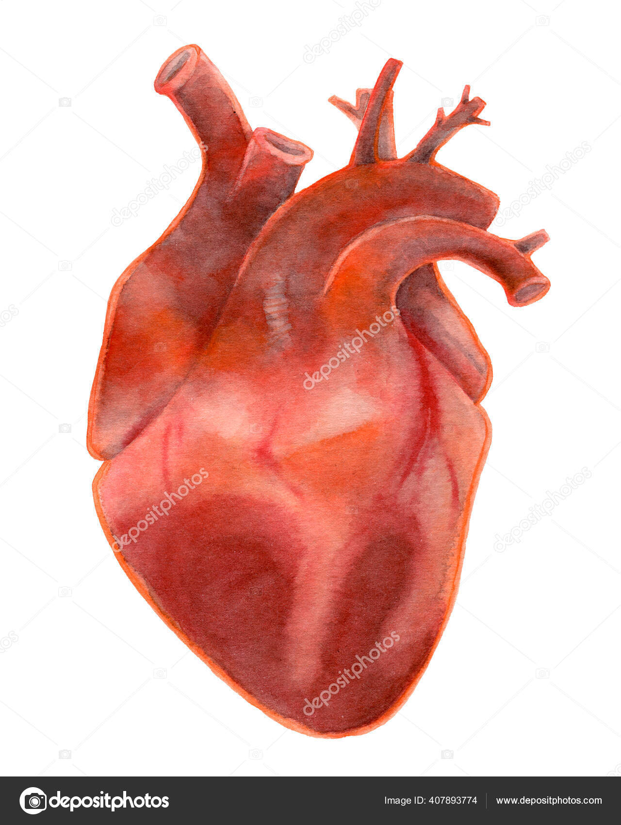 Realistic Heart Drawing