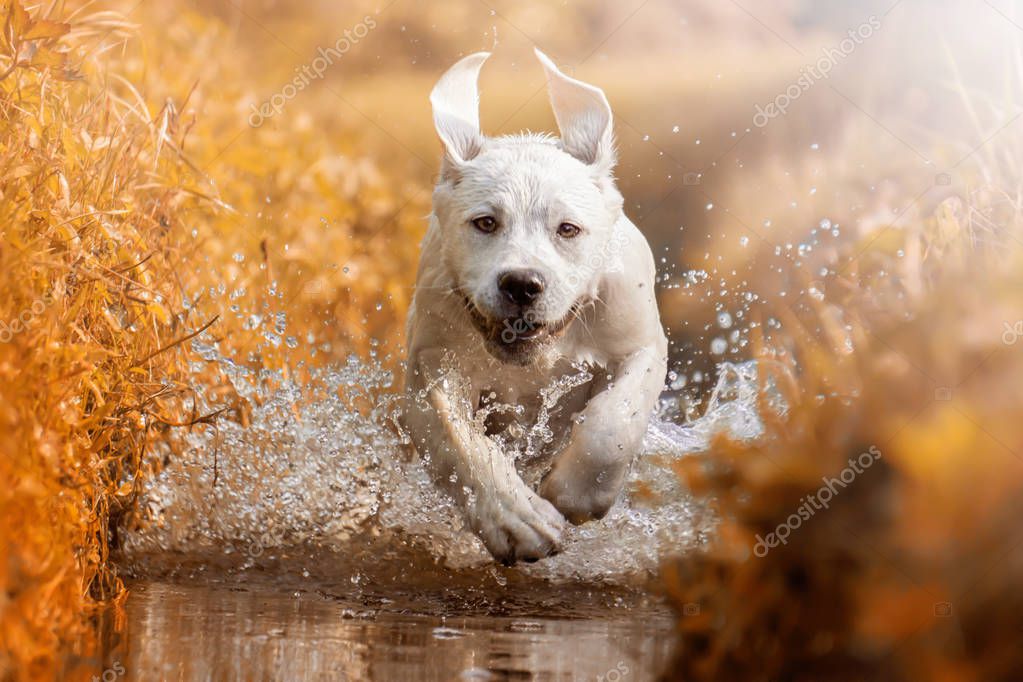 Un joven perro Labrador Retriever corre a través de un río con una cara ...
