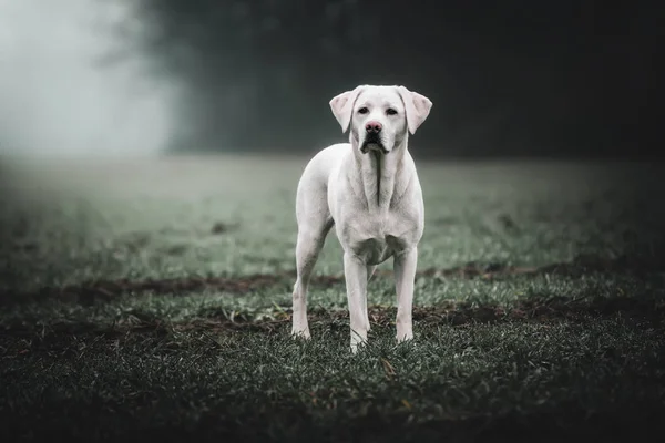 Young Strong White Labrador Retriever Dog Field Perfect Figure Misty ...