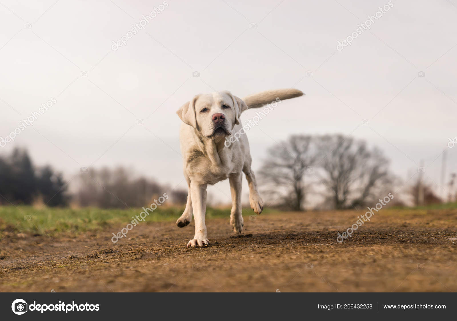 Young Cute Purebred Labrador Retriever Dog Puppy Running Meadow Copy ...