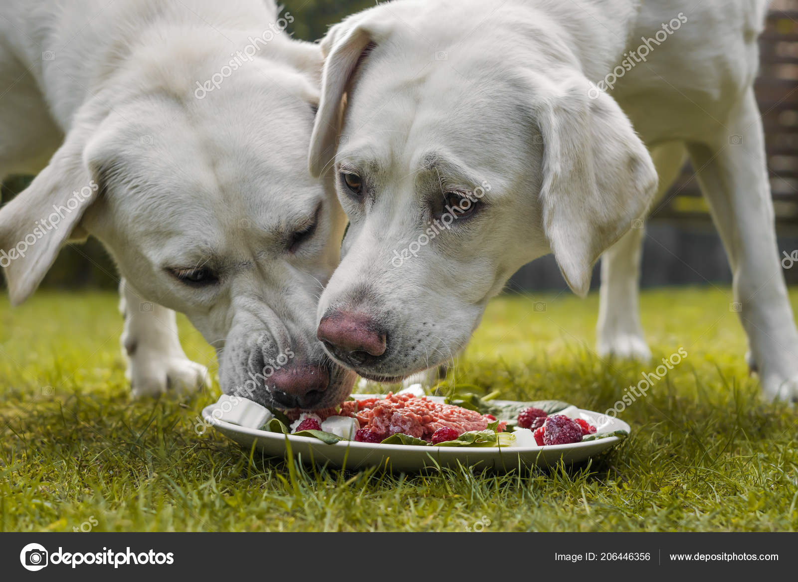 Young Cute White Hungry Labrador Retriever Dogs Puppies Eating Some ...