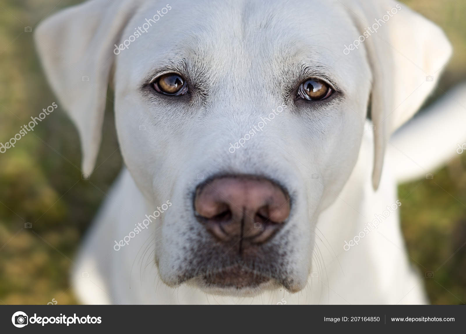 White Lab With Blue Eyes