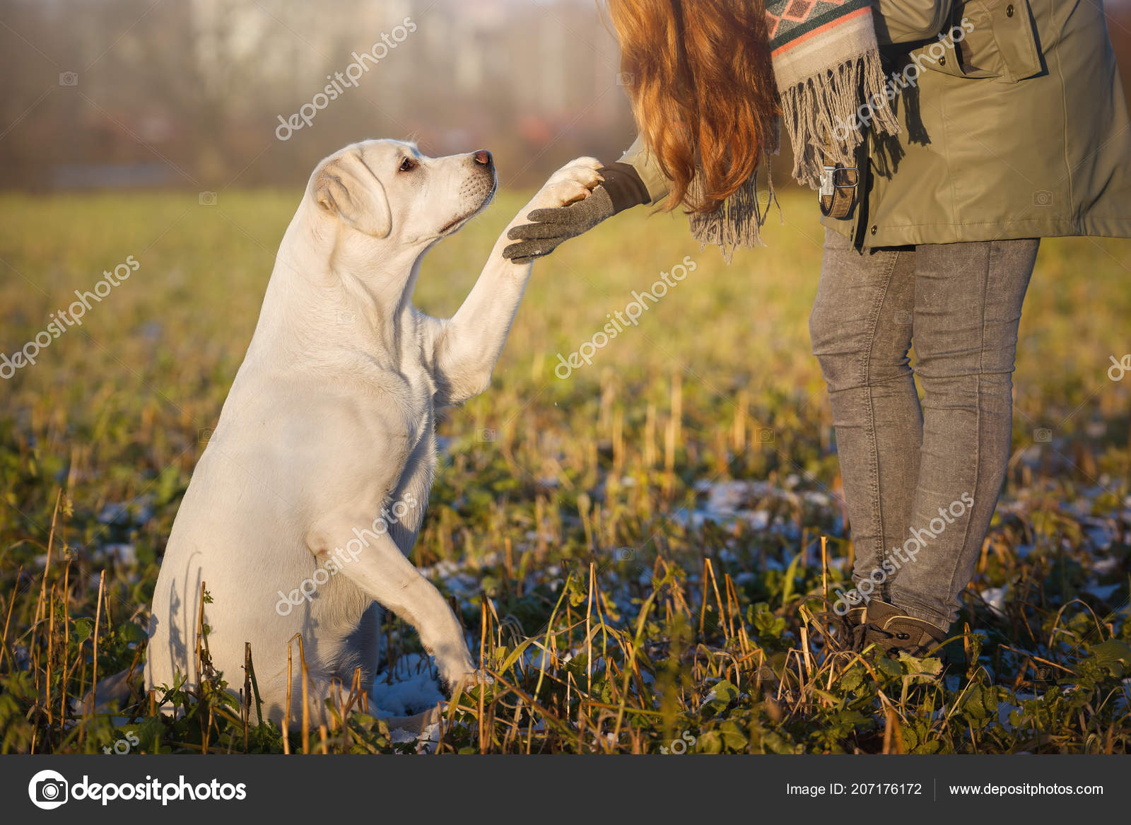 How Do You Train A White Lab Puppy