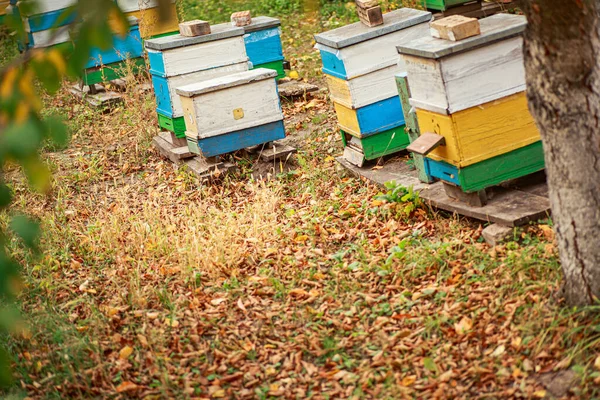 Beehive corner Stock Photos, Royalty Free Beehive corner Images ...