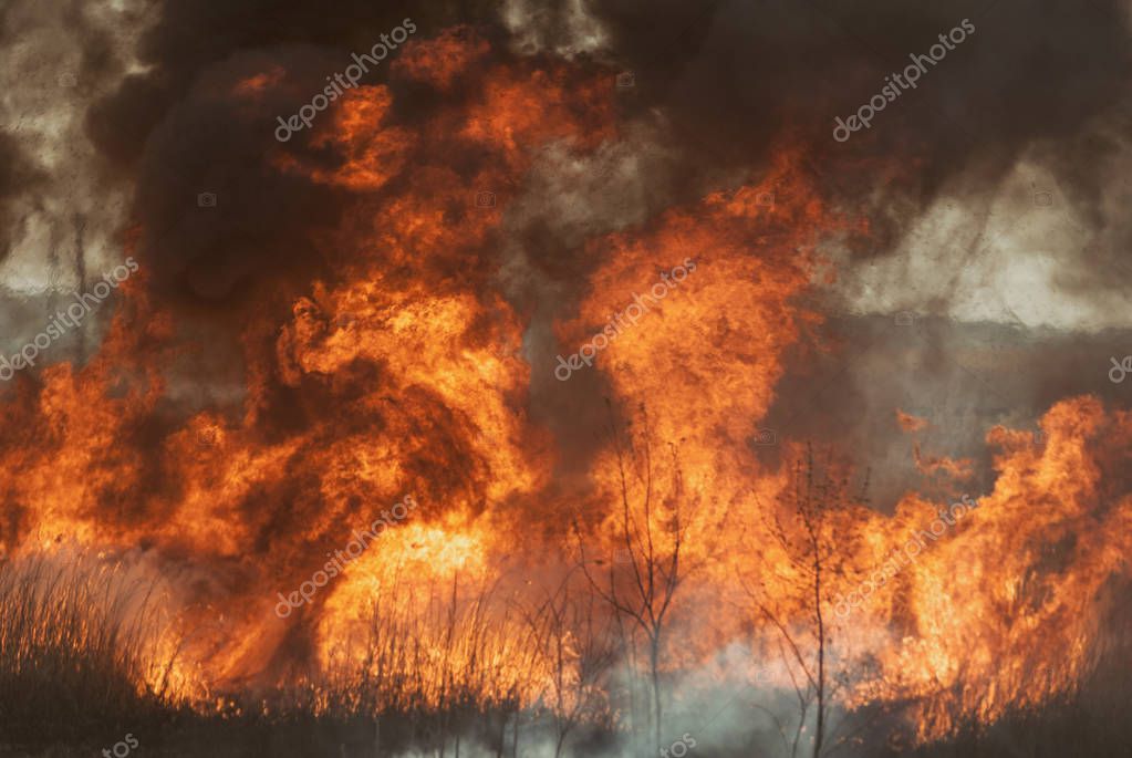 La llama furiosa del fuego arde en los campos, los bosques y el humo ...