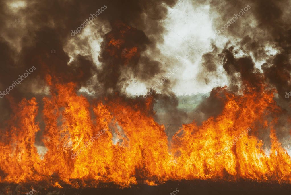 La llama furiosa del fuego arde en los campos, los bosques y el humo ...